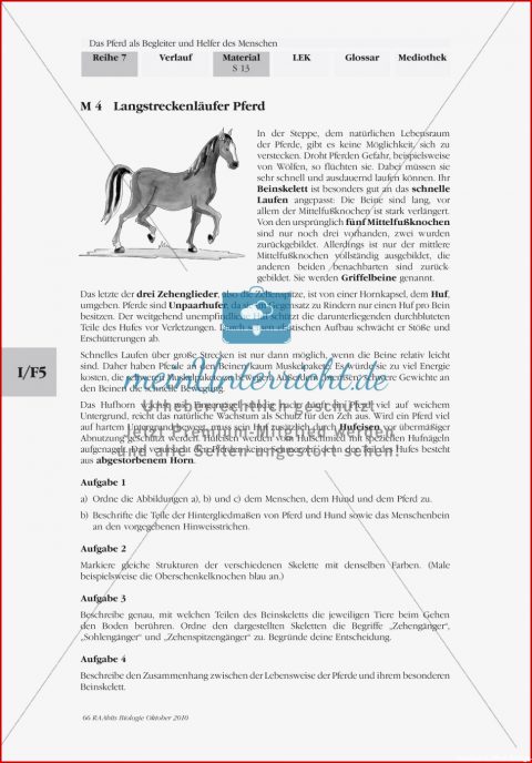Wunderschönen Arbeitsblatt Pferd Biologie Kostenlos Für Sie ...